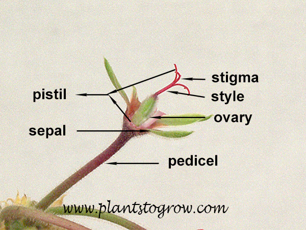 Flower reproductive organs | Plants To Grow Plants Database by Paul S ...
