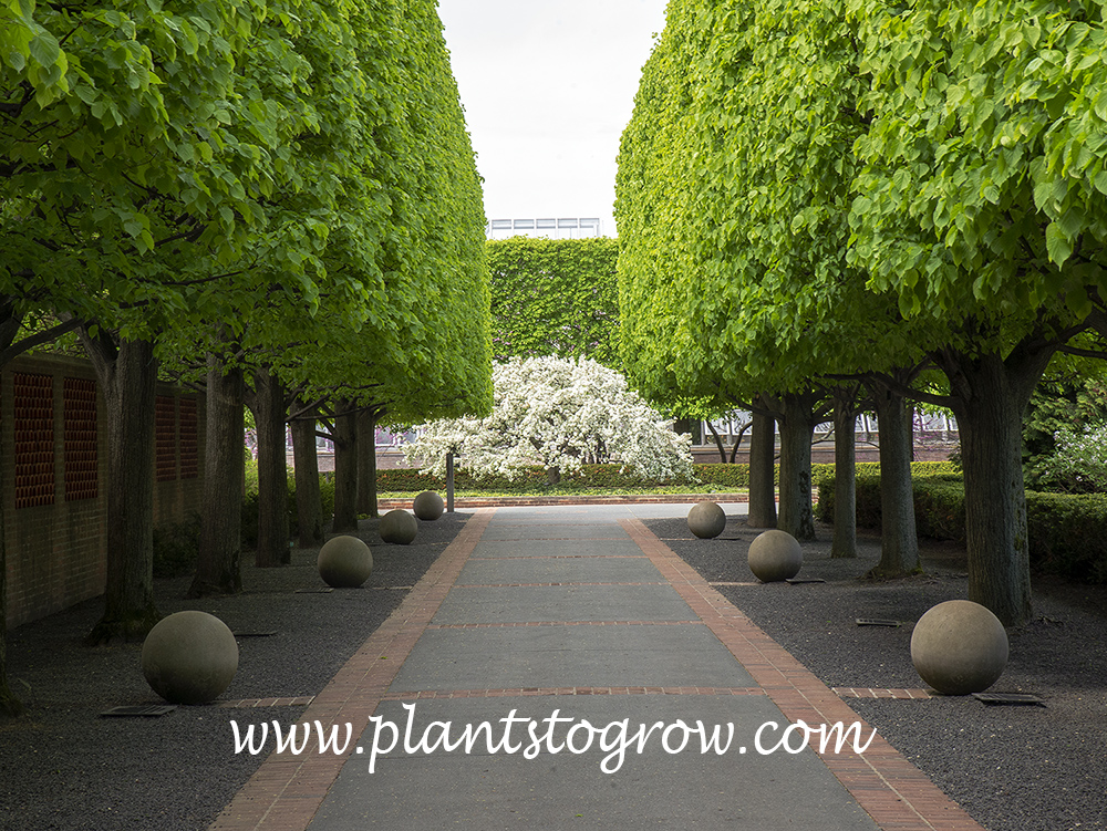 allee, avenue | Plants To Grow Plants Database by Paul S. Drobot
