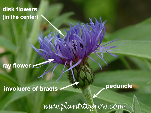 composite flower | Plants To Grow Plants Database by Paul S. Drobot