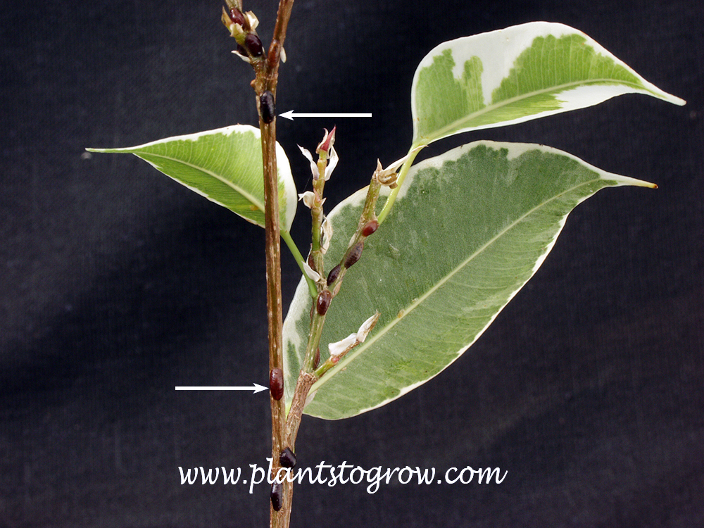 | Plants To Grow Plants Database by Paul S. Drobot