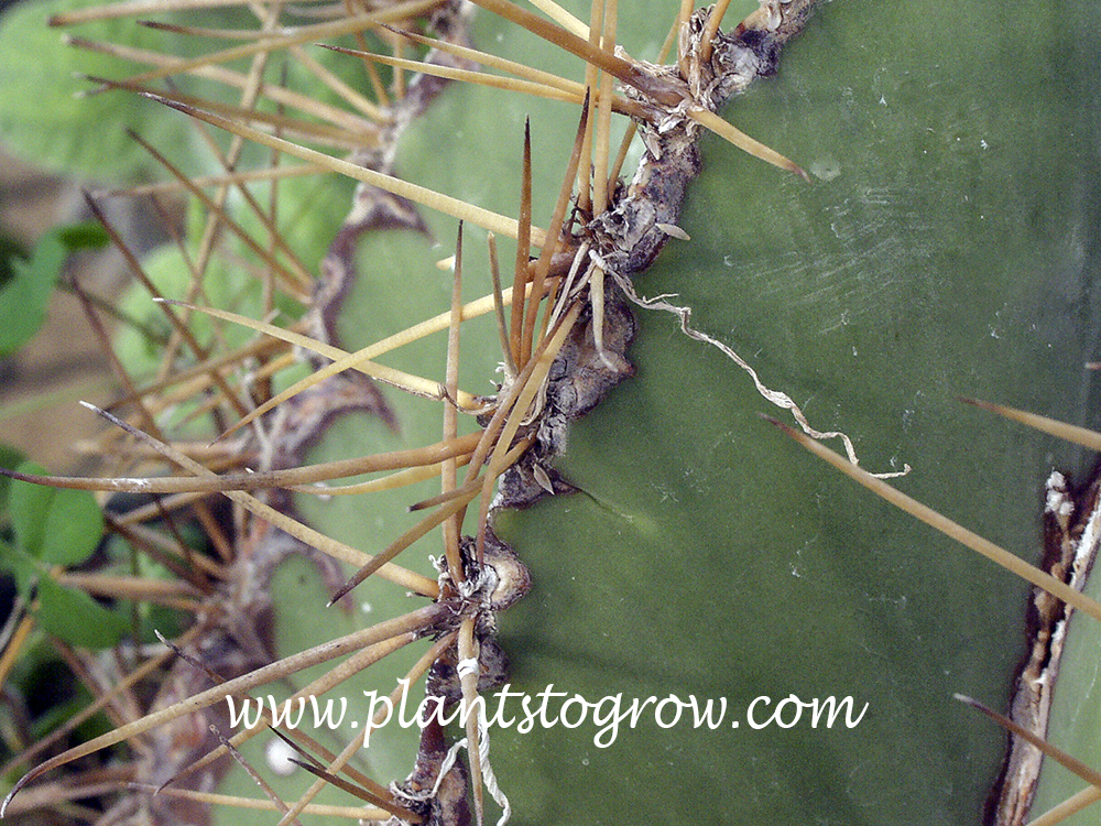 Cactus spines | Plants To Grow Plants Database by Paul S. Drobot