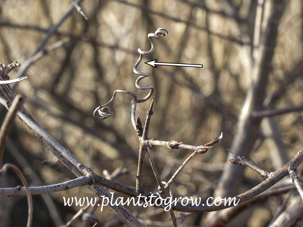 tenderils | Plants To Grow Plants Database by Paul S. Drobot