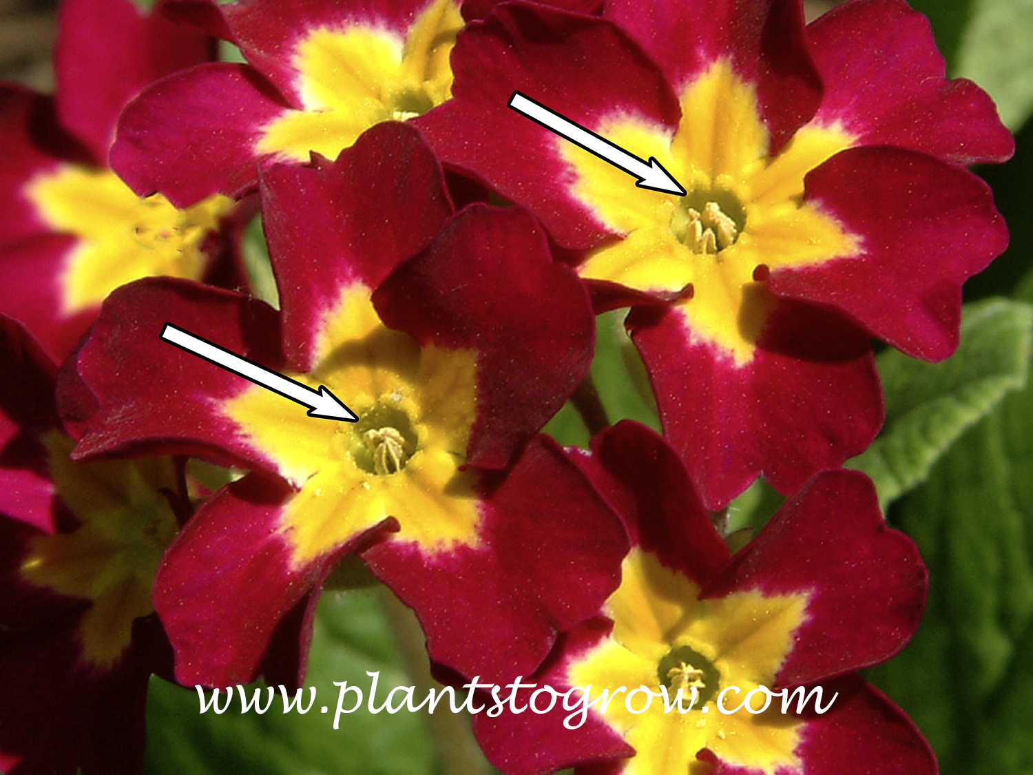 Primula have two types of flowers called pin-eyed and thrum flowers ...