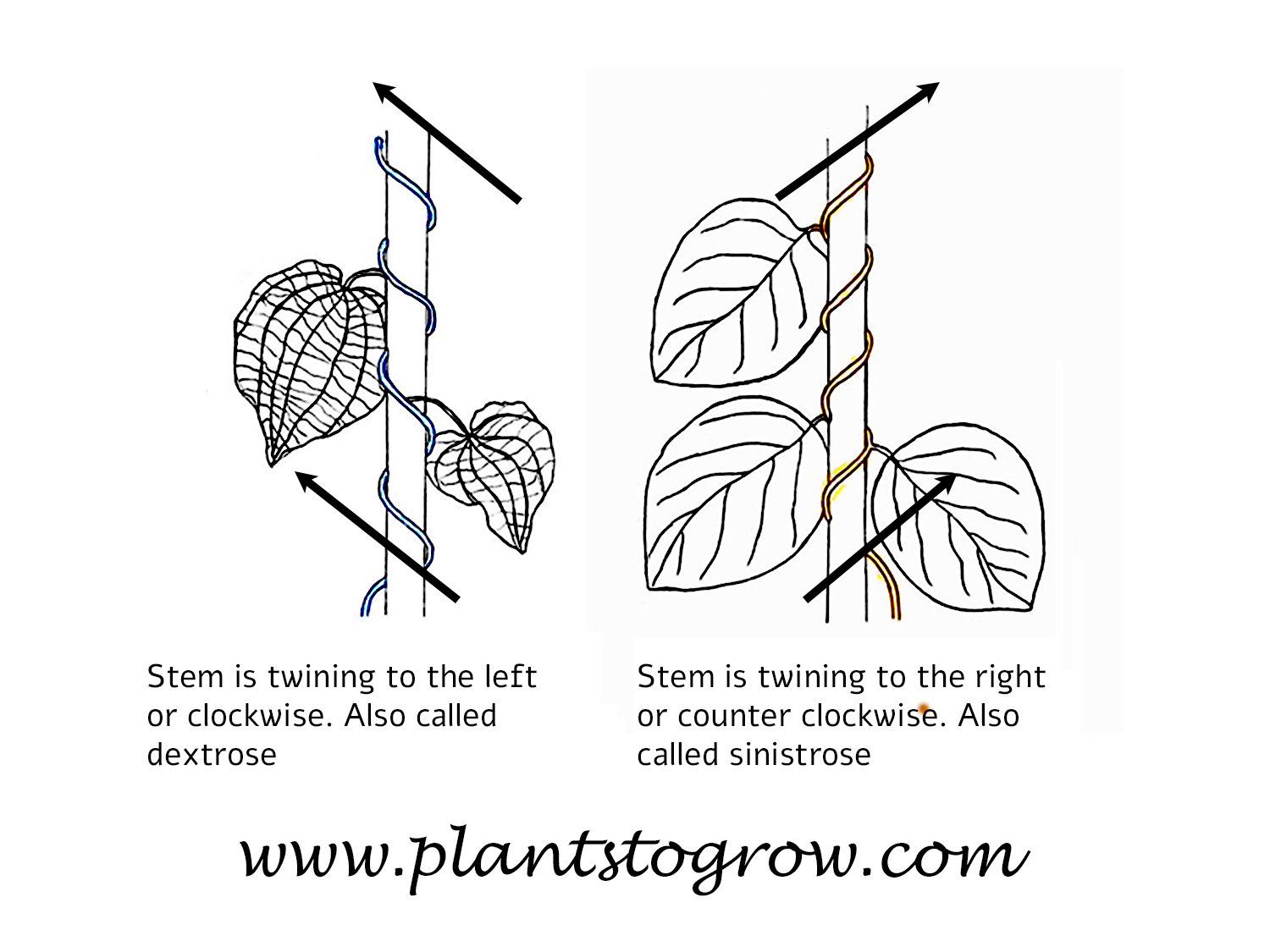 twining stems | Plants To Grow Plants Database by Paul S. Drobot